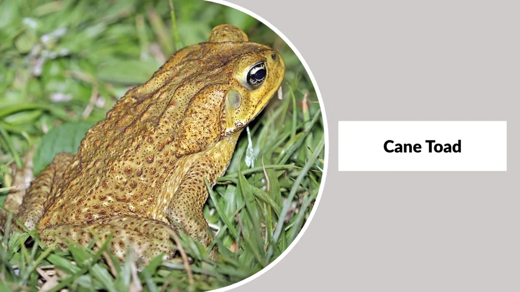 25 Types of Toad: Species Identification with Pictures