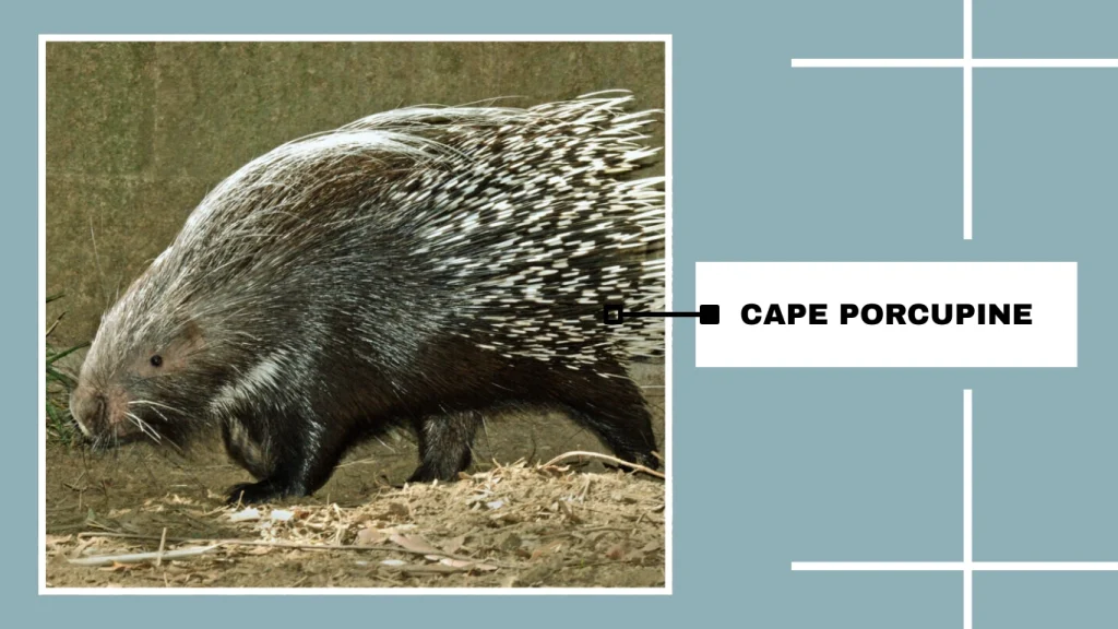 25 Types of Porcupines: Species Identification with Pictures