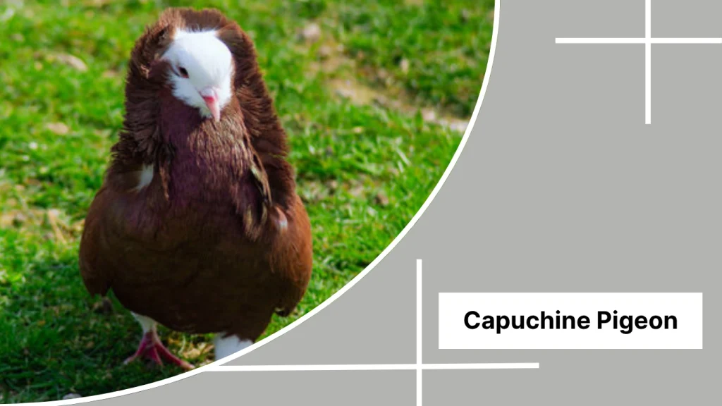 40 Amazing Types of Pigeons: Identification with Pictures