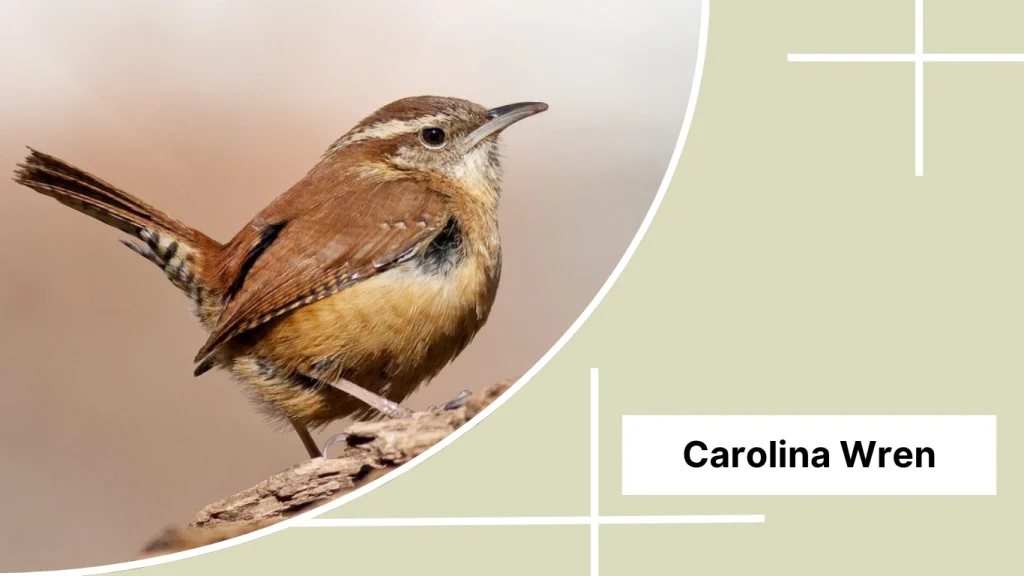 20 Types of Wrens: Identification by Tail, Voice & Habitat