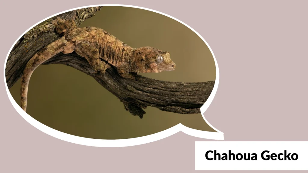 25 Common types of gecko: Identification with Pictures