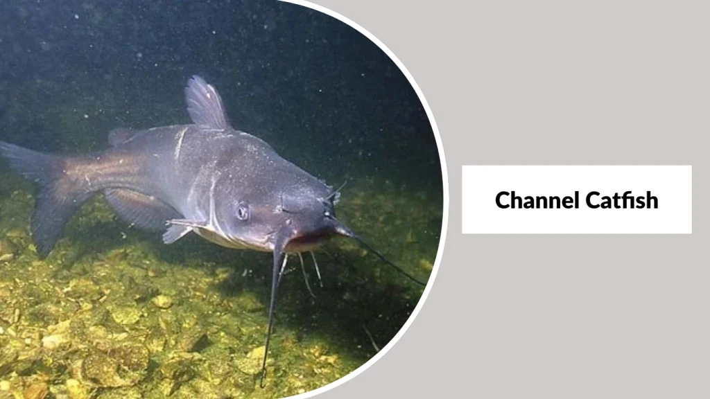 25 type of Catfish: Identification with Pictures