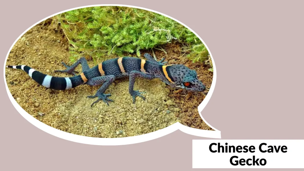 25 Common types of gecko: Identification with Pictures