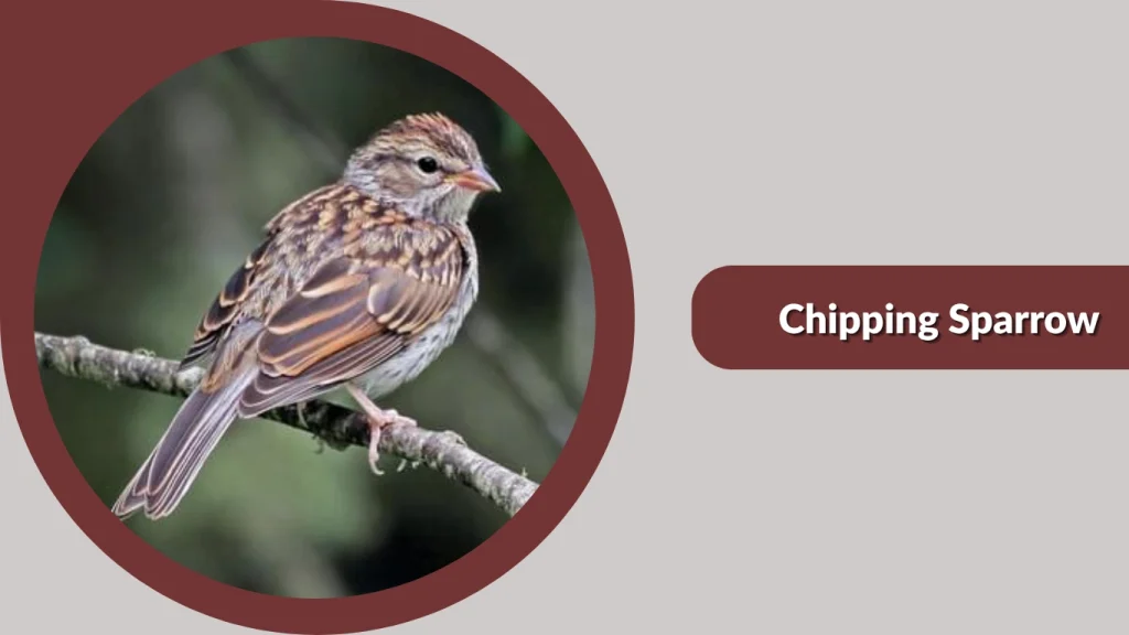 25 Types of Sparrows: Regional Identification with Photos