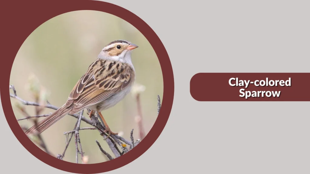 25 Types of Sparrows: Regional Identification with Photos