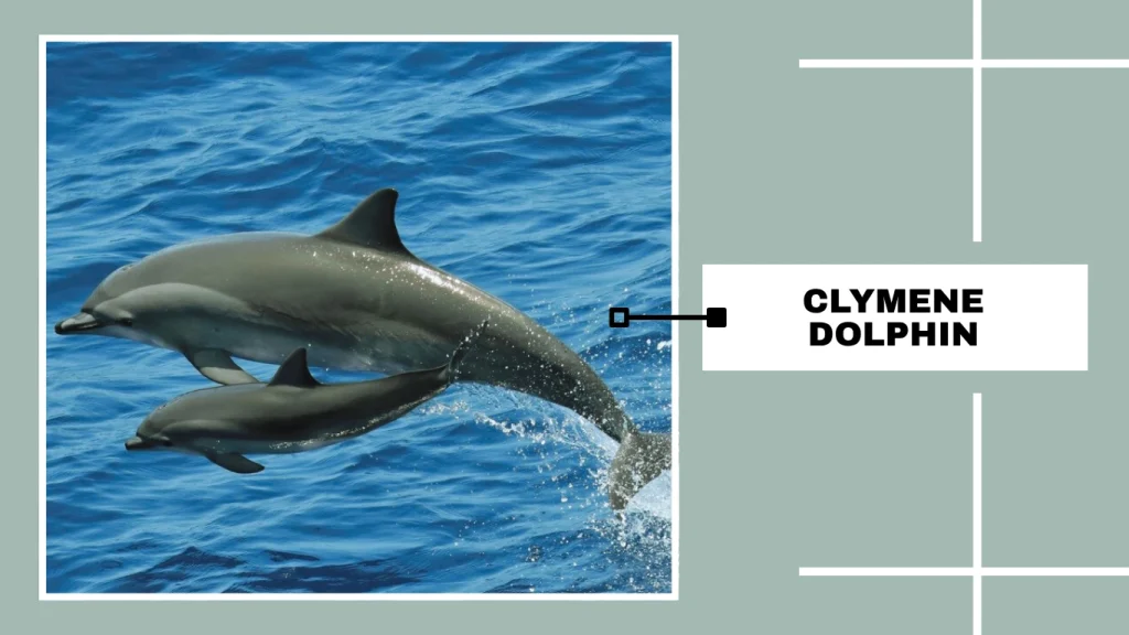 15 Types of Dolphins: Identification With Pictures