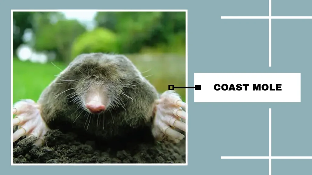 15 Types of Moles: Identification With Pictures