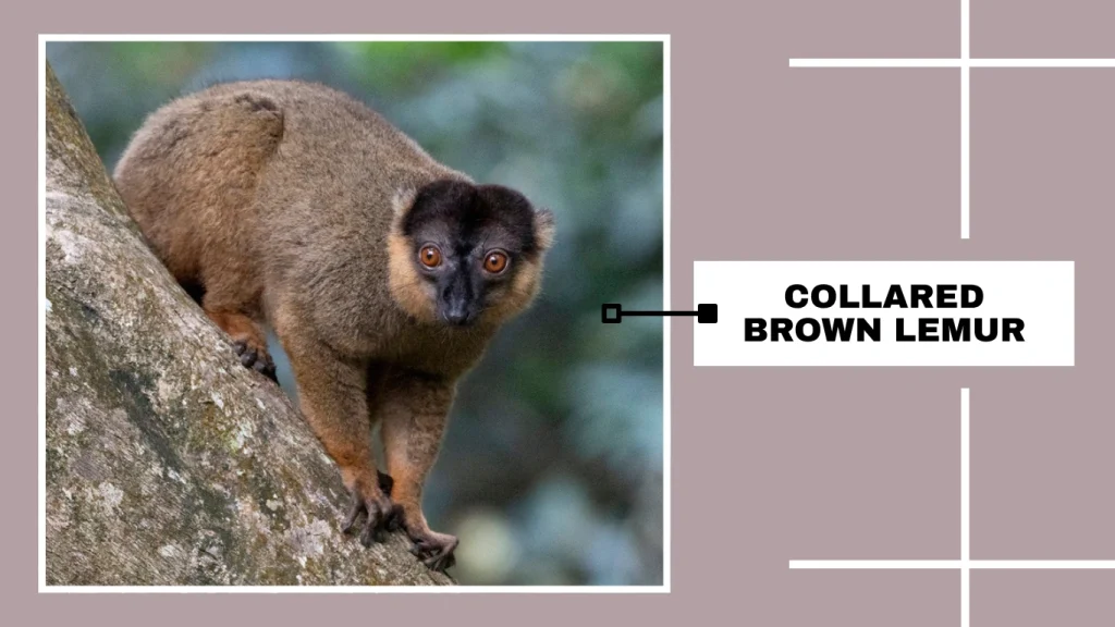 25 Types of Lemurs: Unique Species Identification with Pictures