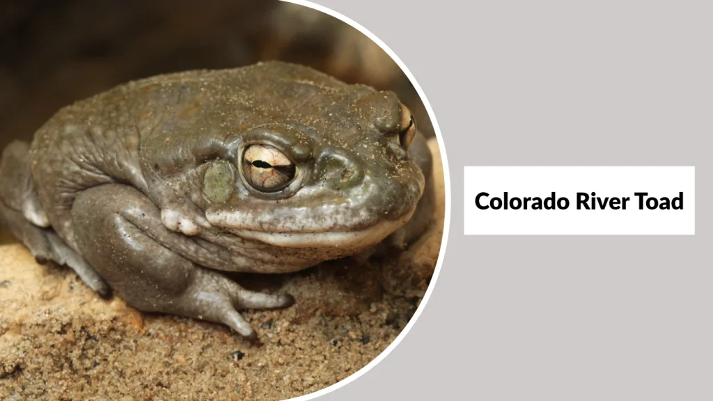 25 Types of Toad: Species Identification with Pictures