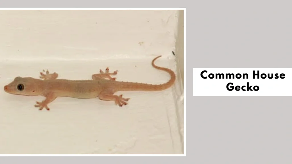 31 common types of lizards: Identification with Pictures