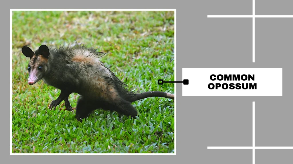 23 Types of Opossums: Identification With Pictures
