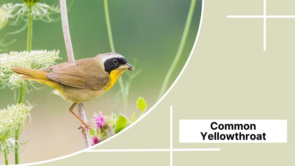 25 Types of Warbler Birds: Identification with Pictures