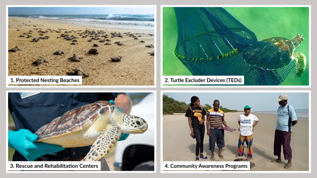 Are Turtles Endangered Species? Causes, Threats & Risk Types