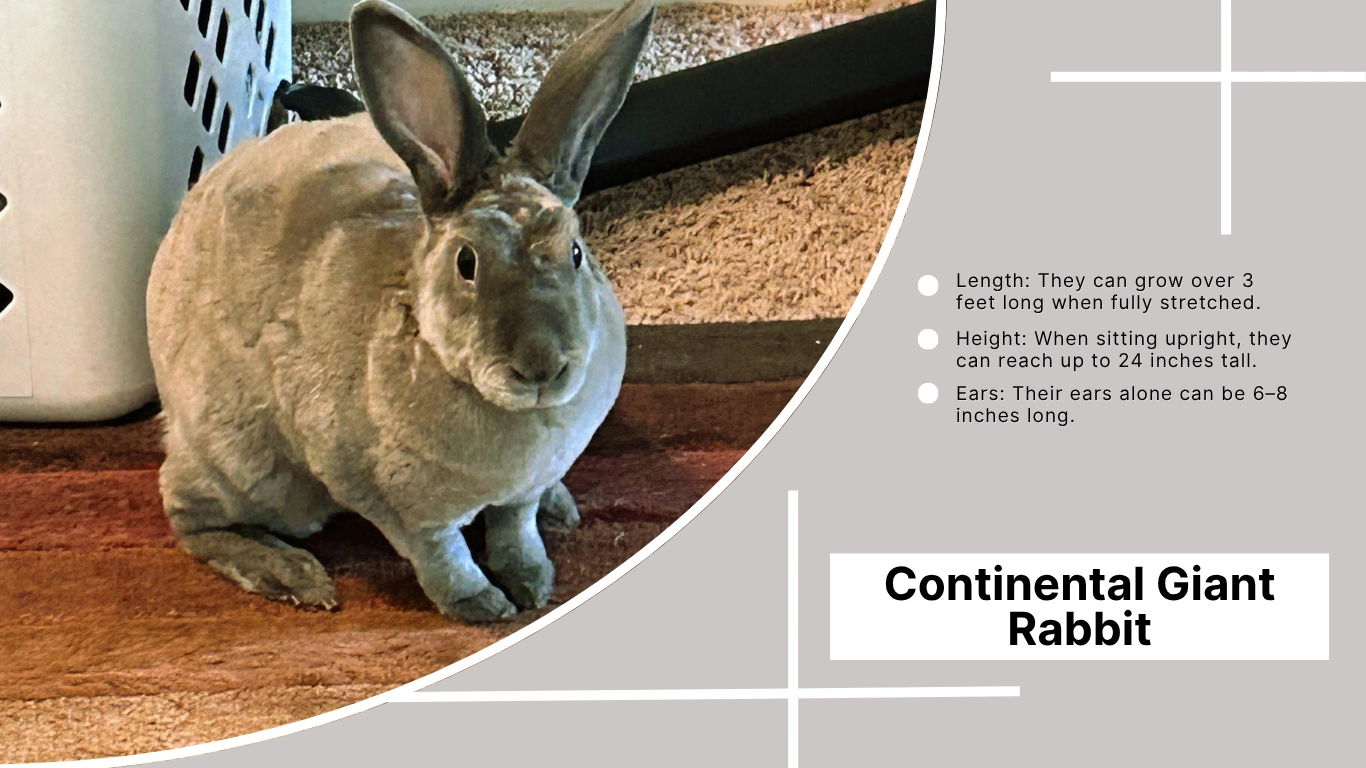 Continental Giant Rabbit: Size, Adoption, and Care