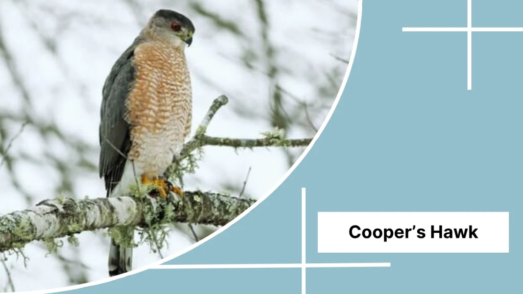 33 Common Hawk Species: Identification, Wingspan & Photos