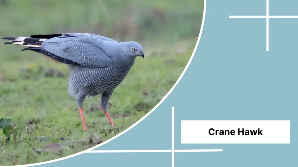 33 Common Hawk Species: Identification, Wingspan & Photos