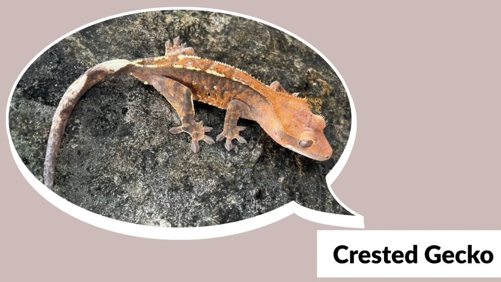 25 Common types of gecko: Identification with Pictures