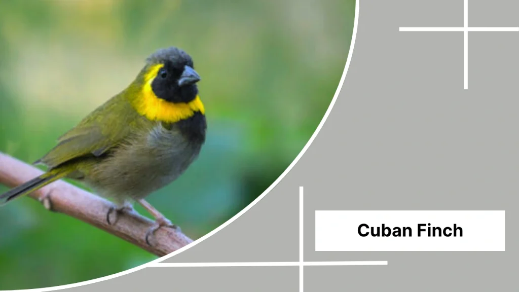 30 Types of Finch: Species Identification with Pictures