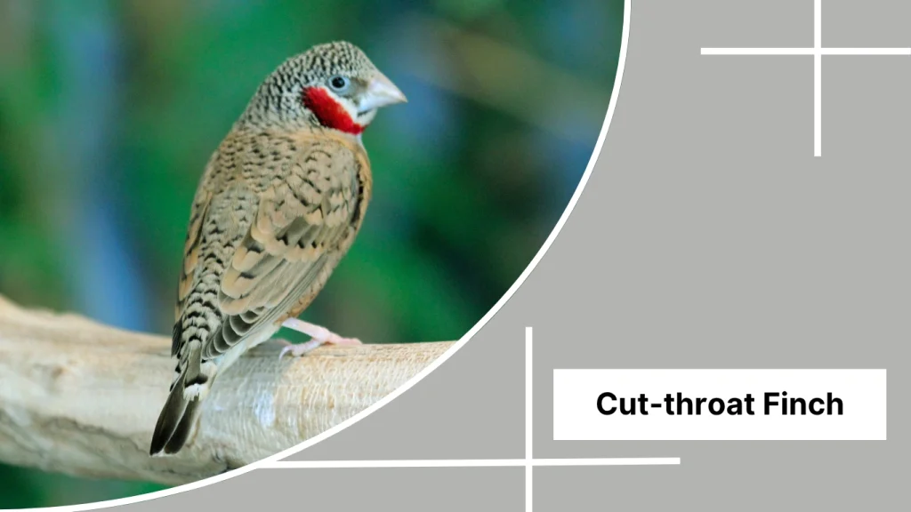 30 Types of Finch: Species Identification with Pictures
