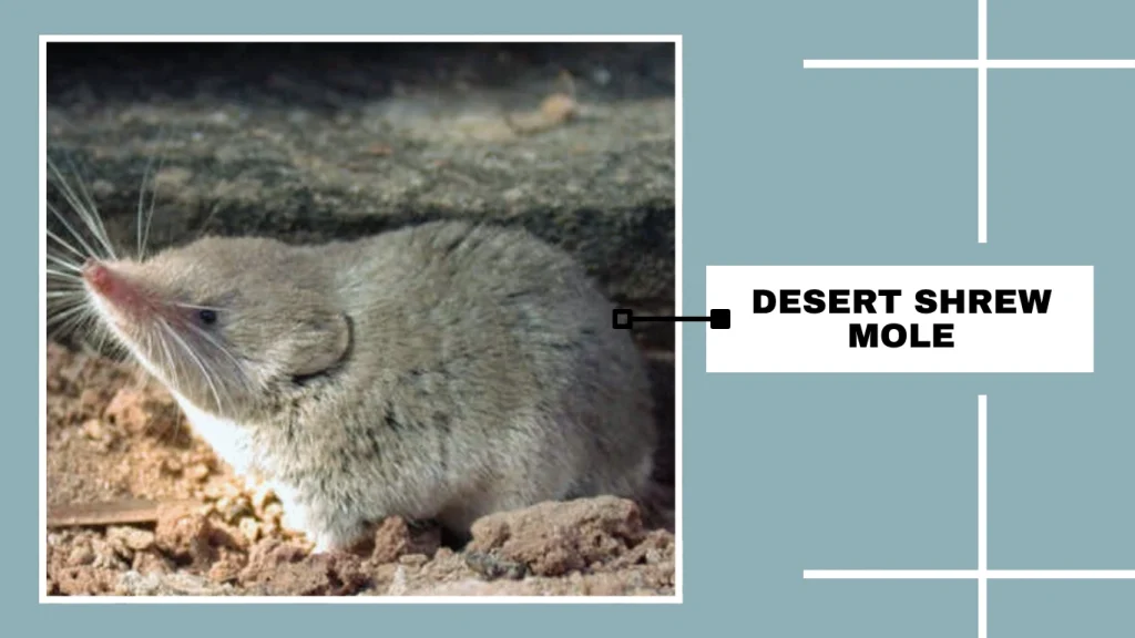 15 Types of Moles: Identification With Pictures