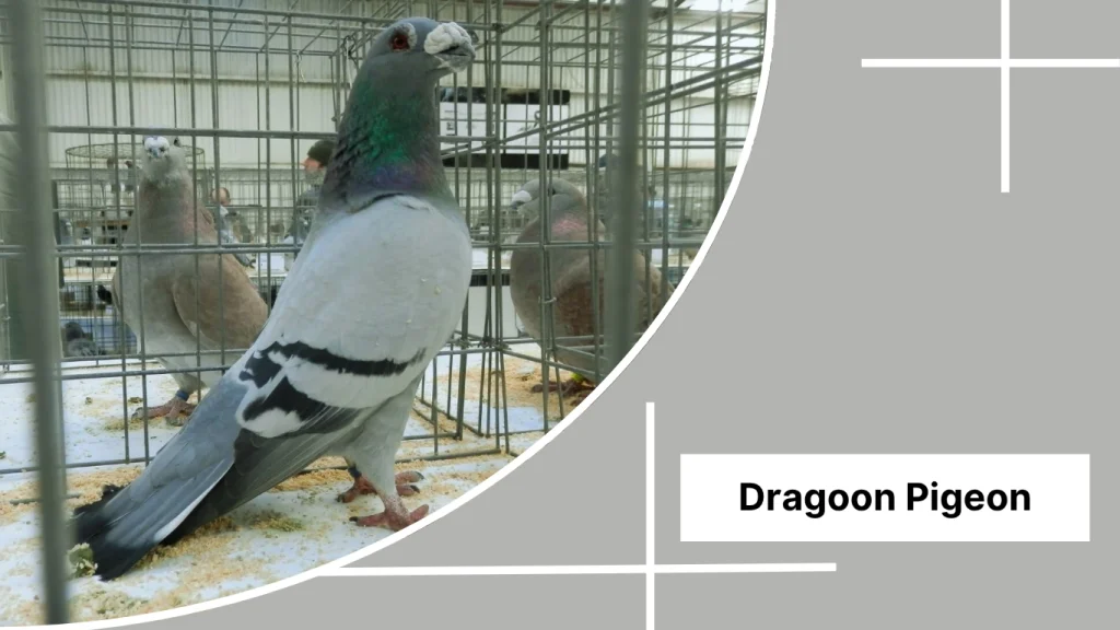 40 Amazing Types of Pigeons: Identification with Pictures