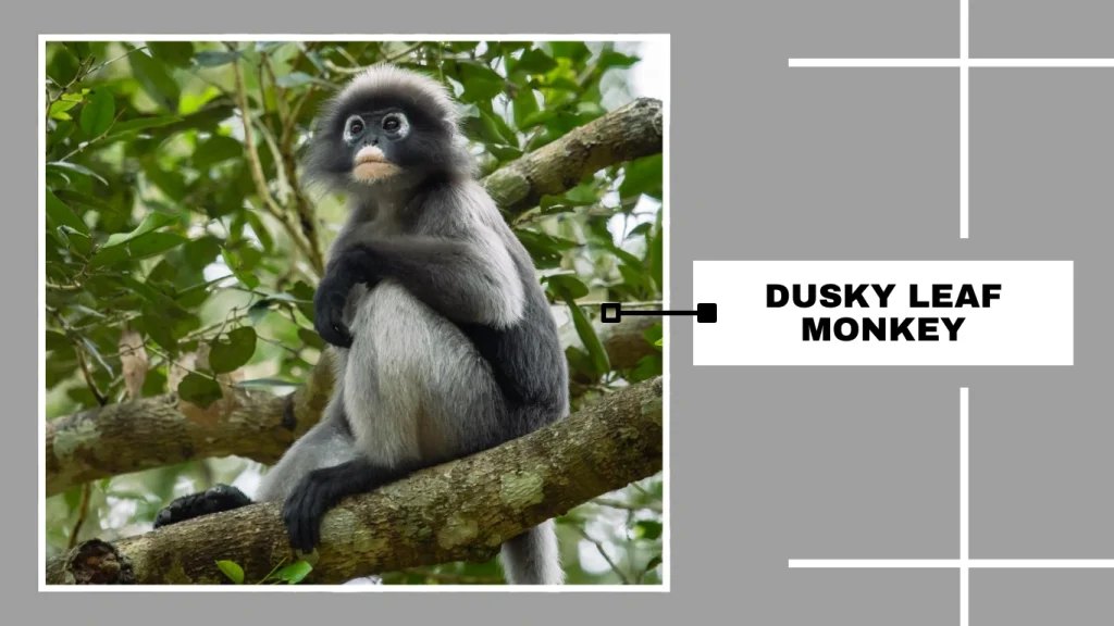 25 Common Types of Monkeys: Identification With Pictures