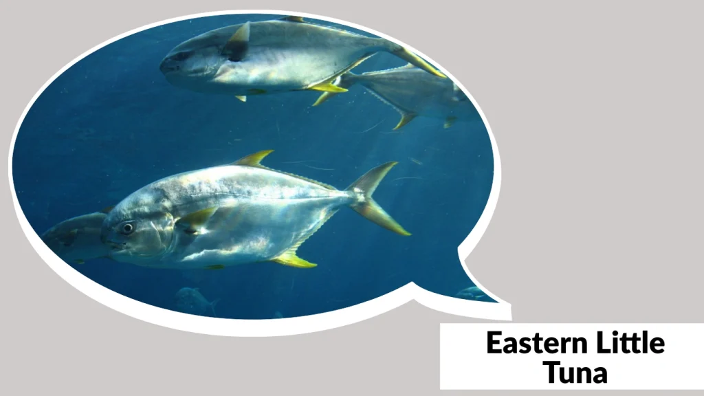 25 types of Tuna: Identification with Pictures