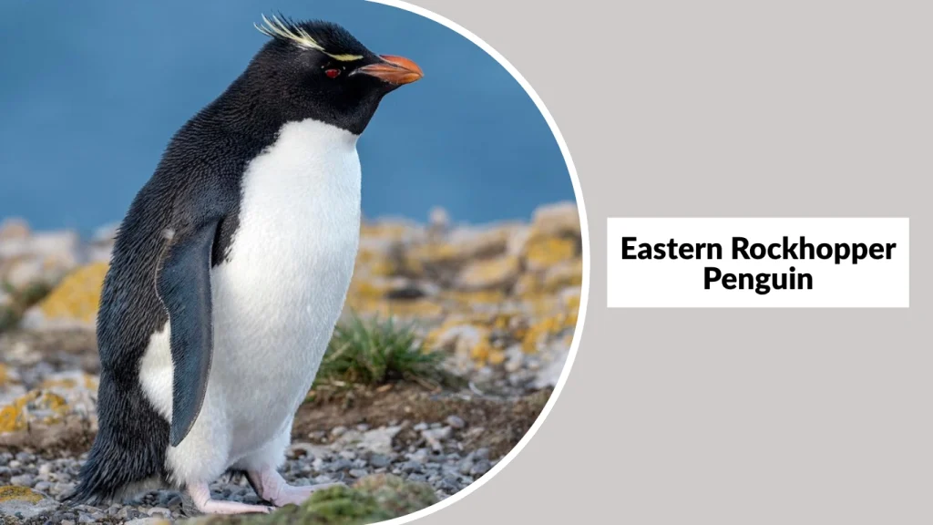 25 Types of Penguins: Species & Subspecies Identification