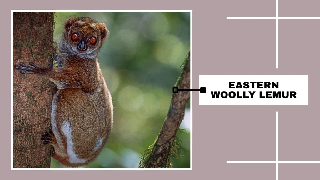 25 Types of Lemurs: Unique Species Identification with Pictures