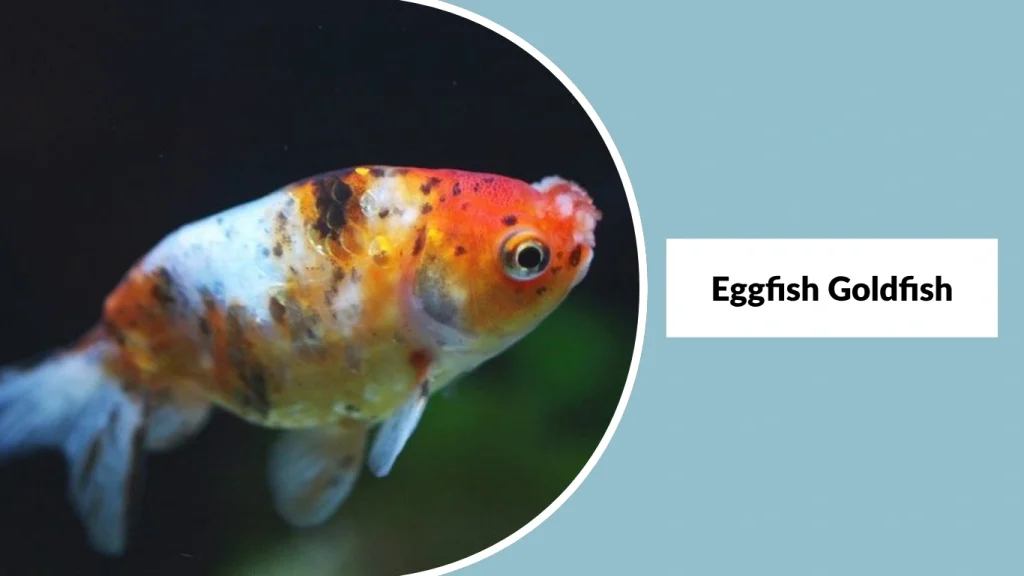 27 type of Goldfish: Identification with Pictures