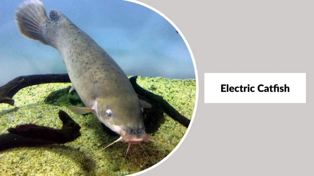 25 type of Catfish: Identification with Pictures