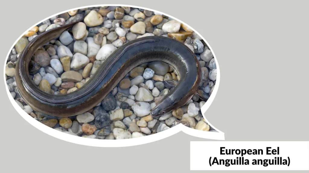 25 Types of Eel Fish: Identification With Species