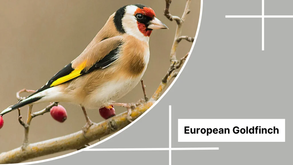 30 Types of Finch: Species Identification with Pictures