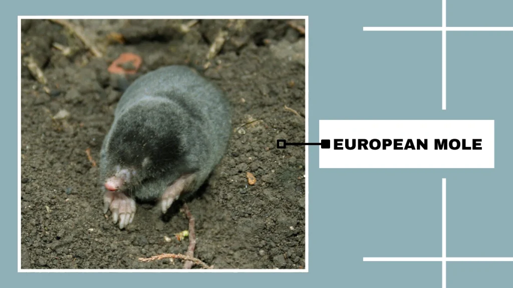 15 Types of Moles: Identification With Pictures