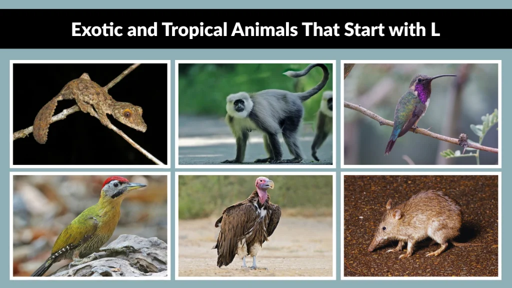 60 Common Animals That Start with L: Identification with Pictures