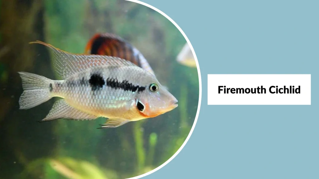 25 Types of cichlid fish: Identificaton with Pictures