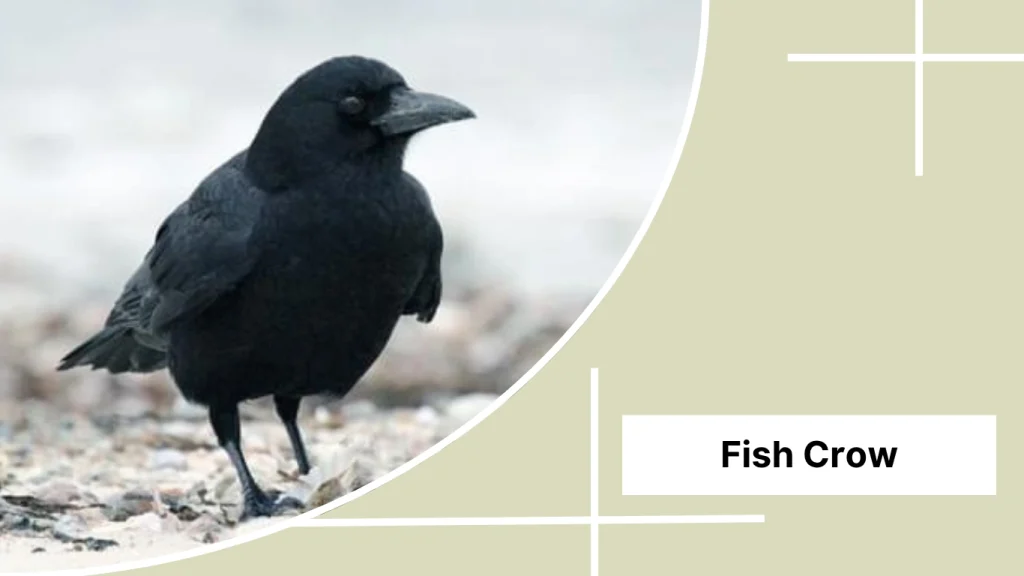 20 Types of Crows: Identification by Beak, Sound & Region