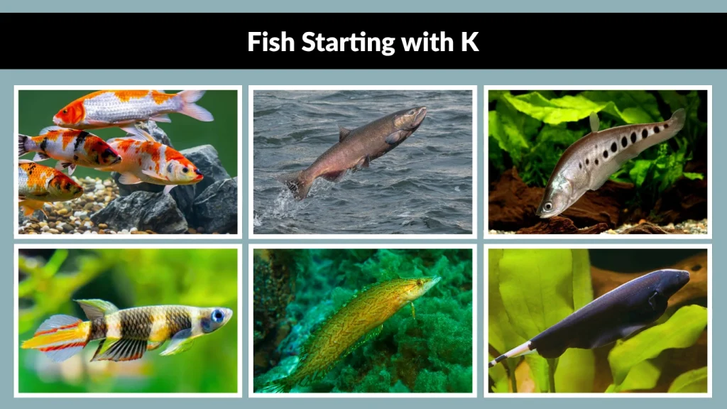 60 Common Animals That Start with K: Identification with Pictures