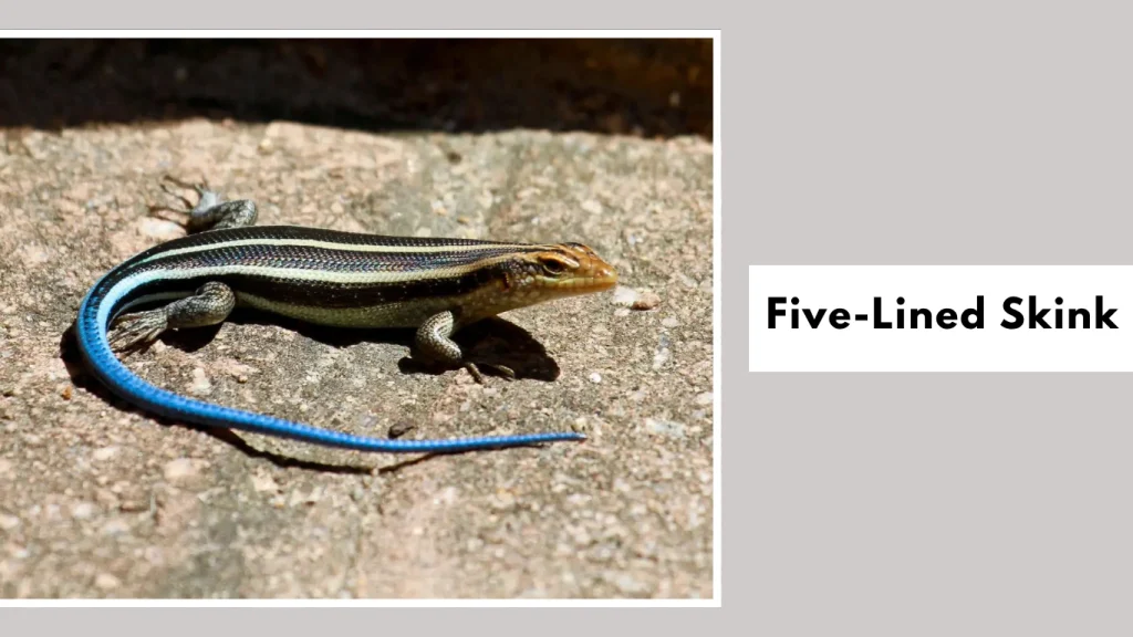 31 common types of lizards: Identification with Pictures