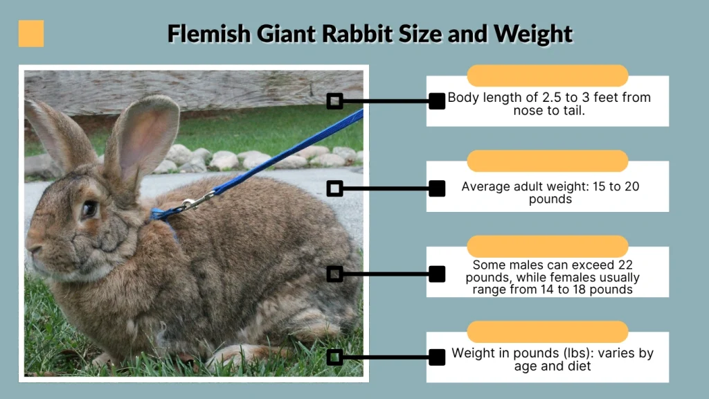 Flemish Giant Rabbit: Size, Color, Care, Lifecycle and Lifespan