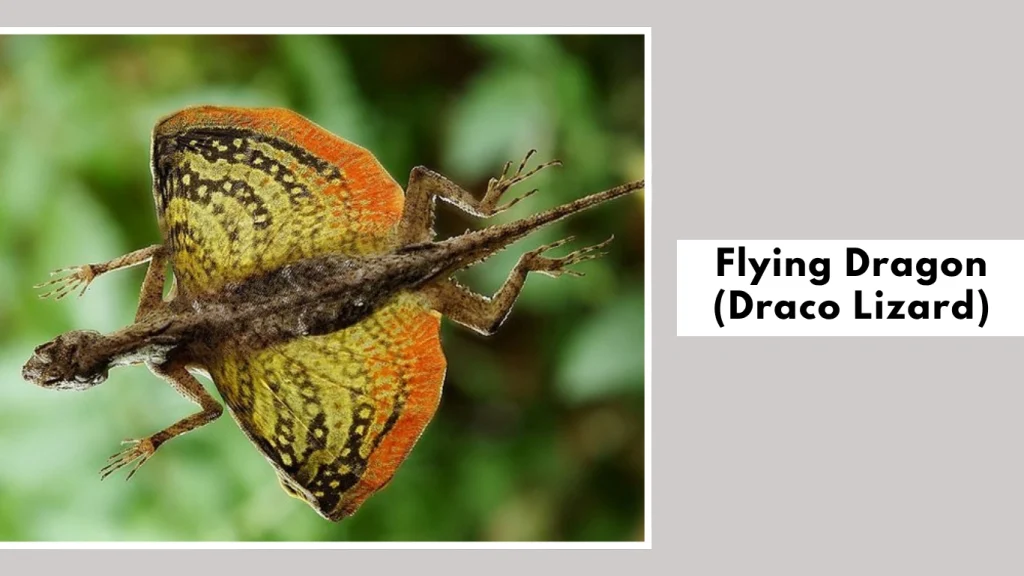 31 common types of lizards: Identification with Pictures