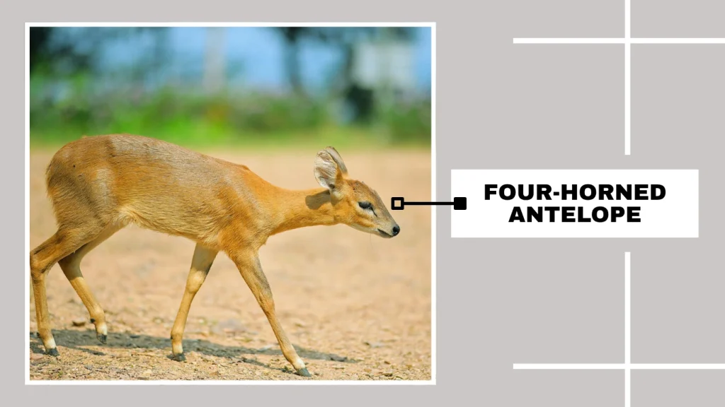 25 Types of Antelope: Species Identification with Pictures