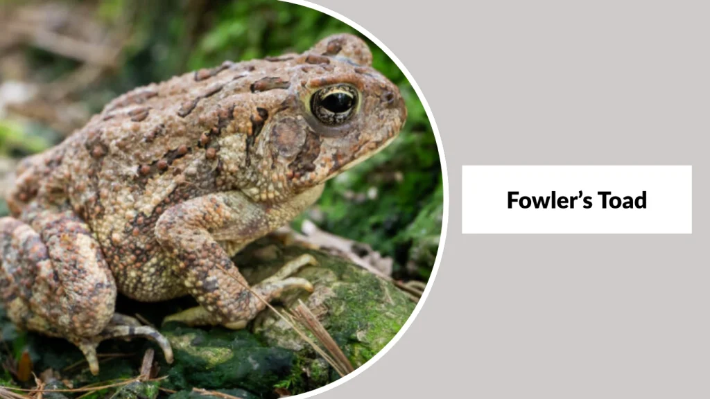 25 Types of Toad: Species Identification with Pictures
