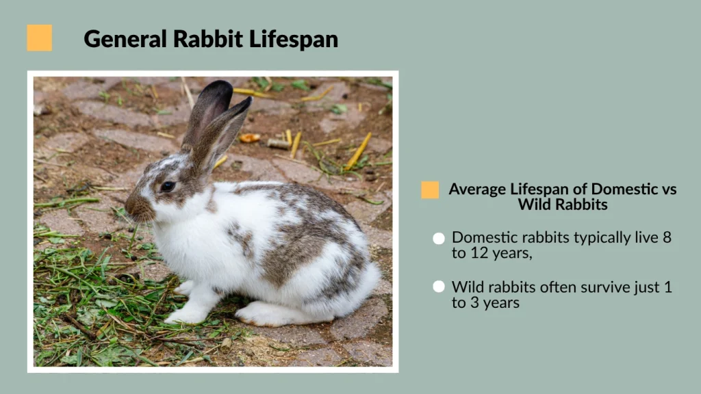 How Long Do Rabbits Live? Lifespan Variation by Species