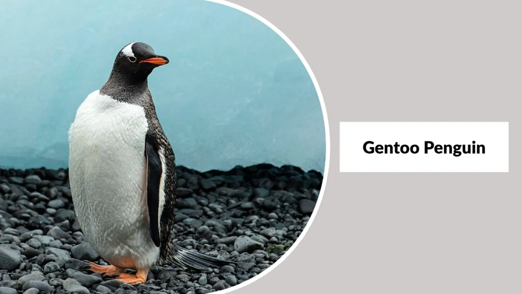 25 Types of Penguins: Species & Subspecies Identification