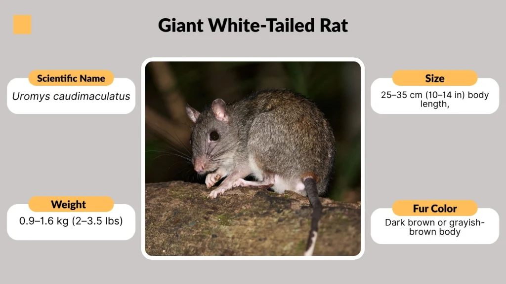 10 Types of Big Rats in the World: Identify by Size