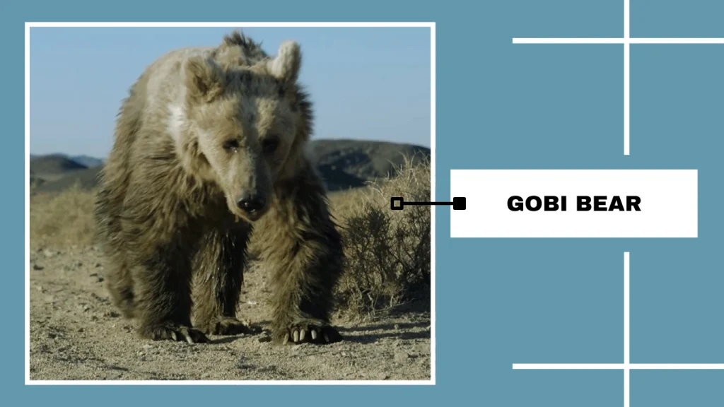 17 Types of Bears: Identification With Pictures