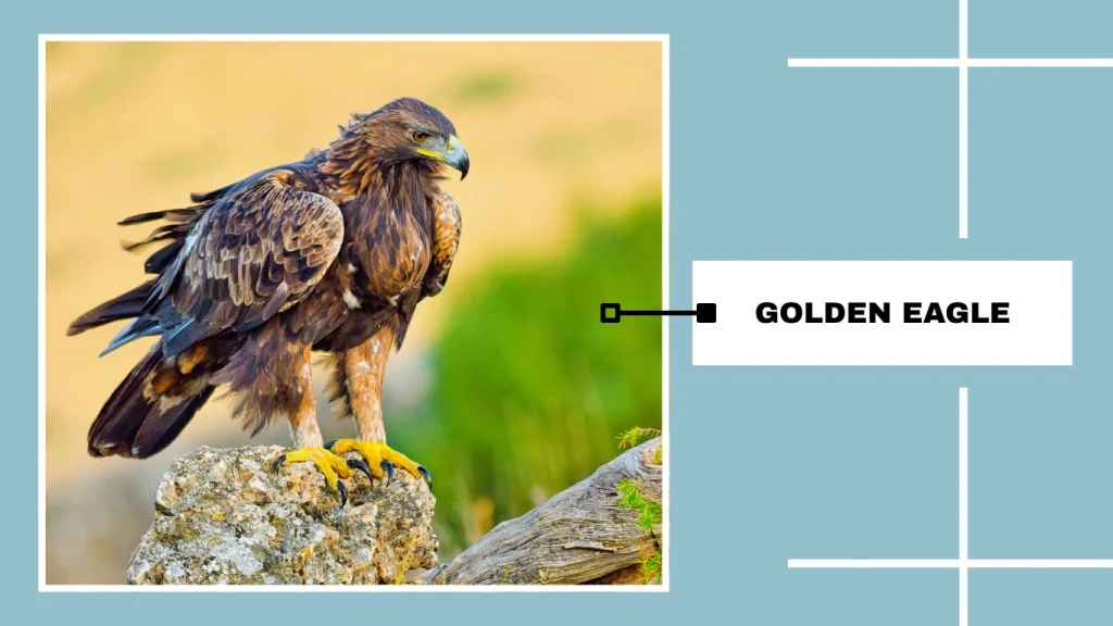 25 Types of Eagle : Species Identification with Pictures