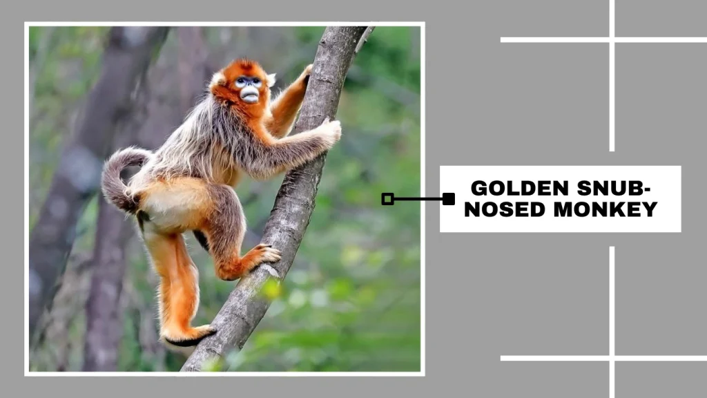 25 Common Types of Monkeys: Identification With Pictures