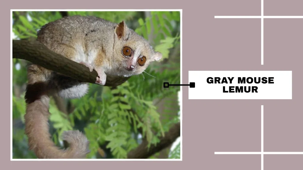 25 Types of Lemurs: Unique Species Identification with Pictures
